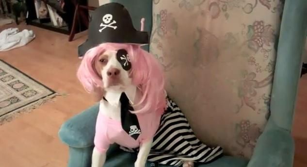 Meet Miss Karen Affection, Drag Dog