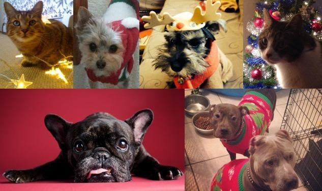 Show Us Your Festive Pets