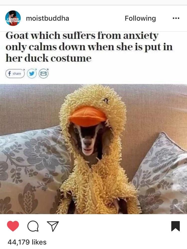 30 Memes That Brought Us Hope in 2017